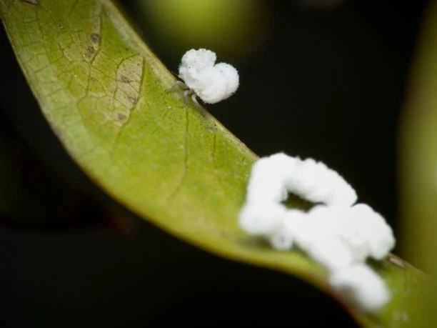 How To Get Rid Of Scale Insects | Step By Step Guide | Pestclue