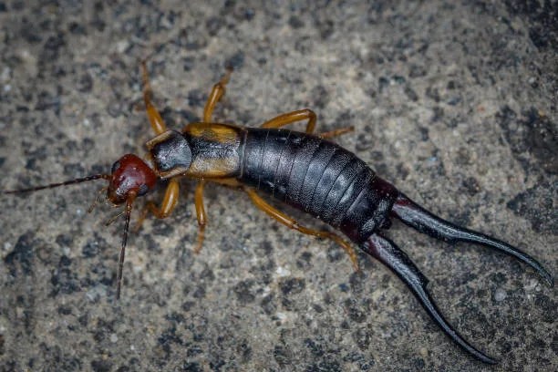 Where Do Earwigs Come From? | Pestclue