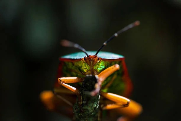 What Does Stink Bugs Eat? | Pestclue