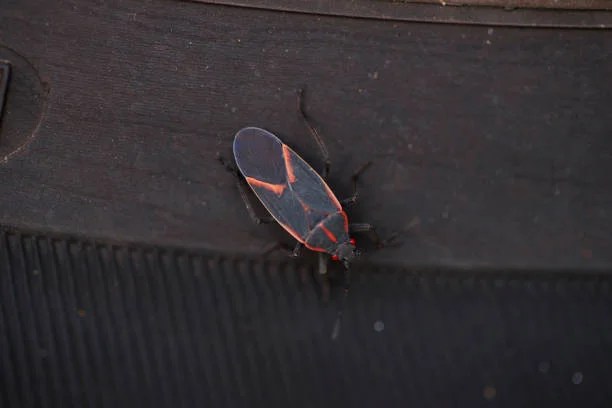 Black Bug With Orange Stripes | Pestclue