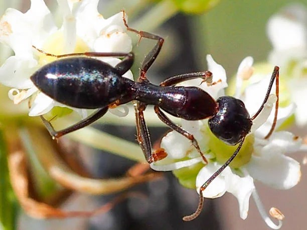 What Do Carpenter Ants Eat? | Pestclue