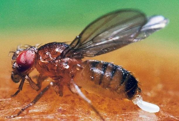 Where Do Flies Lay Eggs? | Pestclue
