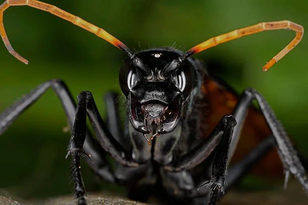 What Is A Tarantula Hawk Wasp? | Facts & Identification | Pestclue