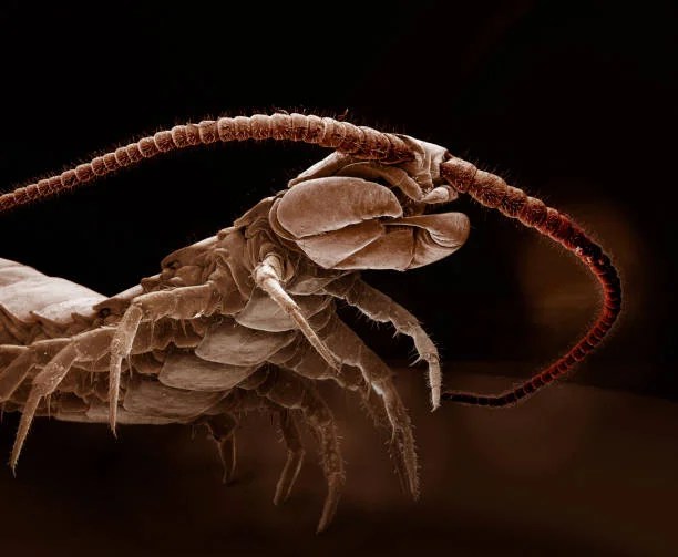 Centipedes Have How Many Legs? | Pestclue