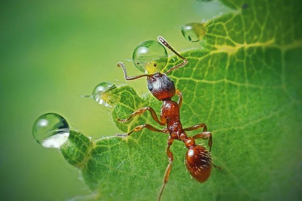 What Are Moisture Ant? Facts, Identification & Control | Pestclue
