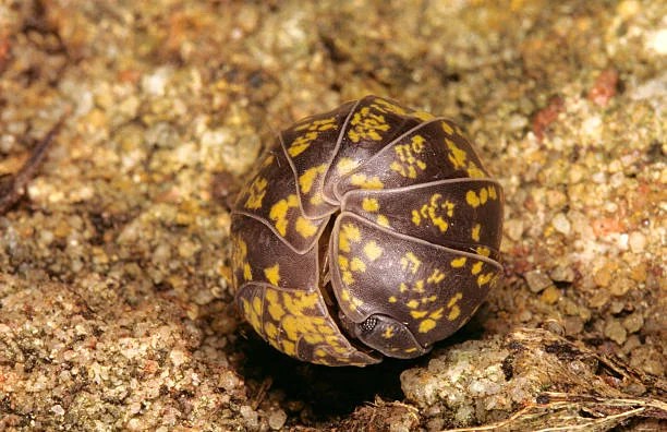 What Is A Rollie Pollie? How To Get Rid | Pestclue