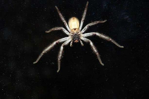 Is Spider An Insect? | Pending Questions Answered | Pestclue