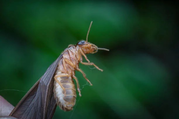 Can Termites Fly? | Flight Pattern Of A Termite | Pestclue