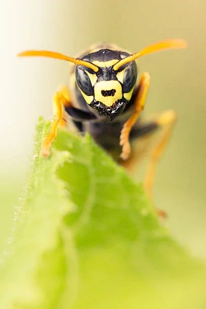 What Do Yellow Jackets Eat? | Pestclue
