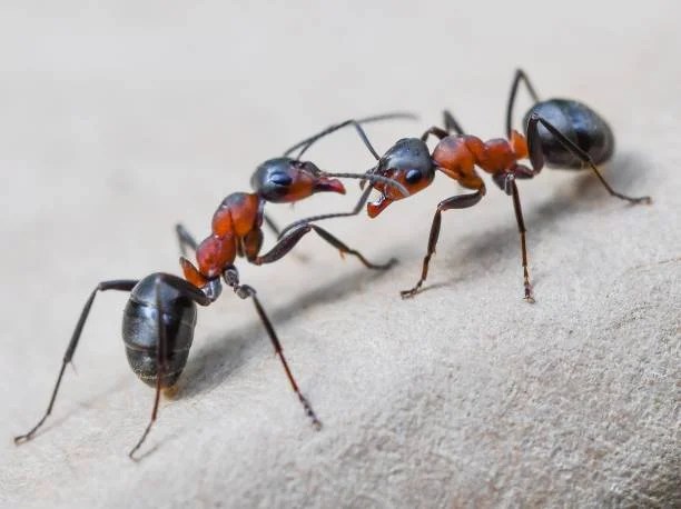How To Get Rid Of Ants In Carpet | Pestclue