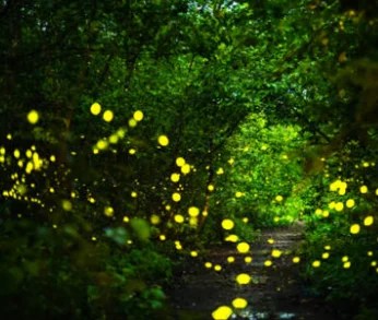 Proven Ways On How To Catch Lightning Bugs? | Pestclue