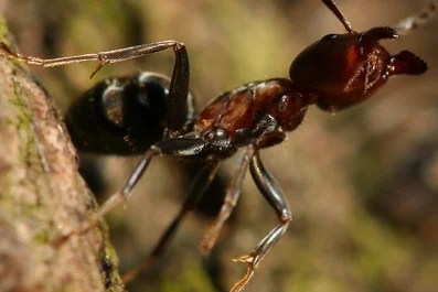 Velvety Tree Ant: Identification & How To Get Rid | Pestclue