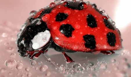 Can Ladybugs Swim? | Pestclue