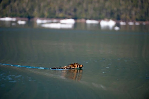 Can Wolves Swim? | Pestclue