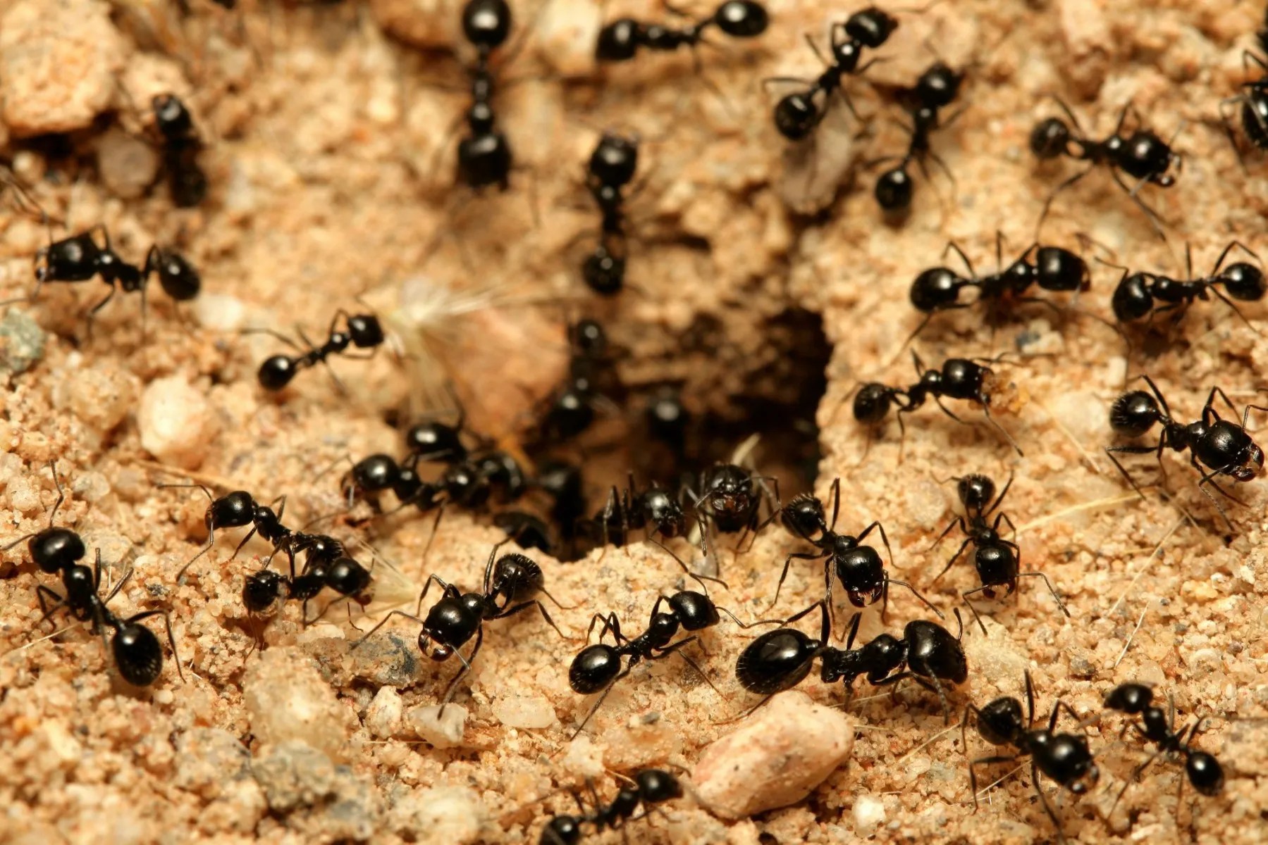 Summer Ants And How To Get Rid | Pestclue