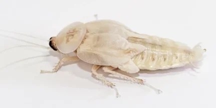 What Are White Cockroaches? | Pestclue
