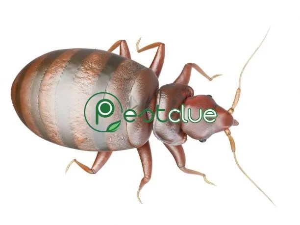 How Fast Do Bed Bugs Multiply? | Pestclue