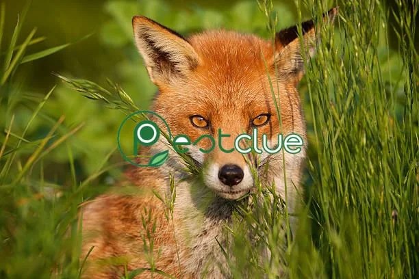 What Repels Fox | Pestclue