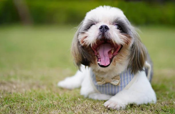 Löwchen Dogs: Facts About This Dog Breed | Pestclue