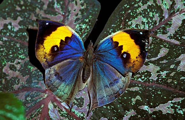 4 Facts You Didn't Know About Kallima Inachus Butterflies | Pestclue