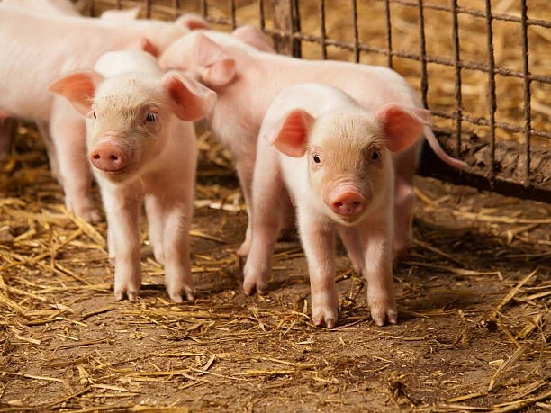 What Is A Group Of Hogs Called? Fascinating Facts About Hogs | Pestclue