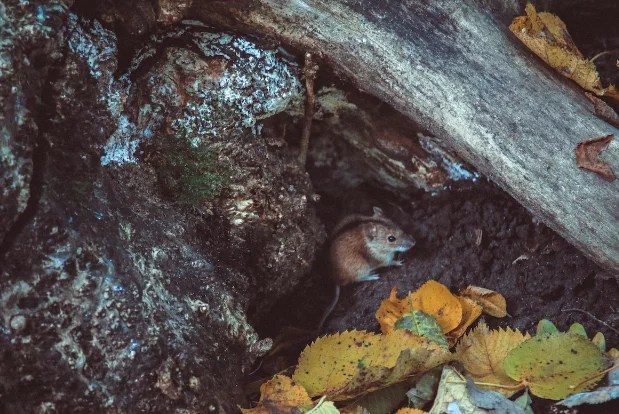 Are Critters In Your House Driving You Insane? Here's How To React ...