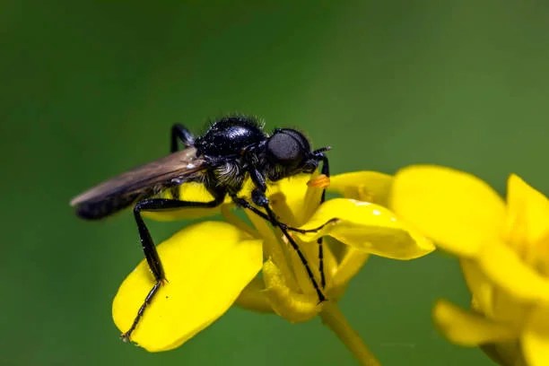 If Black Fly Bites Dog Groin Treatment Is What? | Pestclue