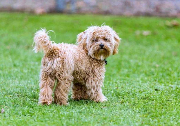How To Tell A Full Grown Cavapoo | Pestclue