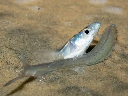 What Is The Fun In Watching The Grunion Run? | Pestclue