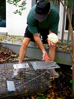 How to Eliminate Wild Rabbits with Efficient Traps Traps, Baits and ...