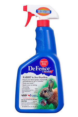 How to Keep Hungry Grazing Rabbits Away Using Efficient Repellents and ...