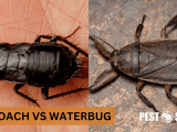 Cockroach Vs Water Bug Pest Source