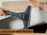 Can You Vacuum Bed Bugs Pest Source