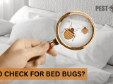 How To Check For Bed Bugs Pest Source