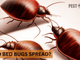 How Do Bed Bugs Spread Pest Source