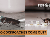 When Do Cockroaches Come Out Pest Source