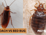 Cockroach Vs Bed Bug Pest Source