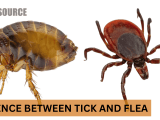 Difference Between Tick And Flea Pest Source