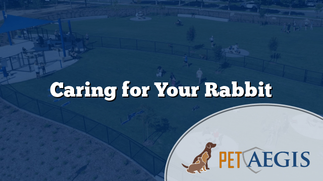 Caring For Your Rabbit