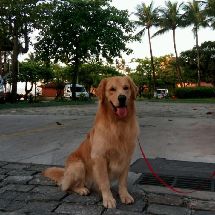 Golden Retriever Preço | Filhotes de Golden - Pet Caramelo