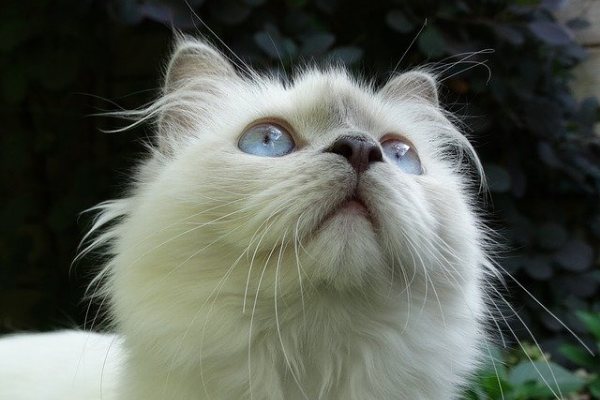 Why Do Ragdoll Cats Bite: 15 Reasons & Solutions