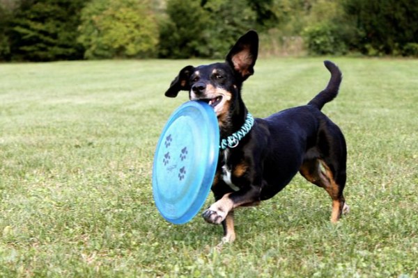 12 Common Dachshund Behavior Problems You Should Know