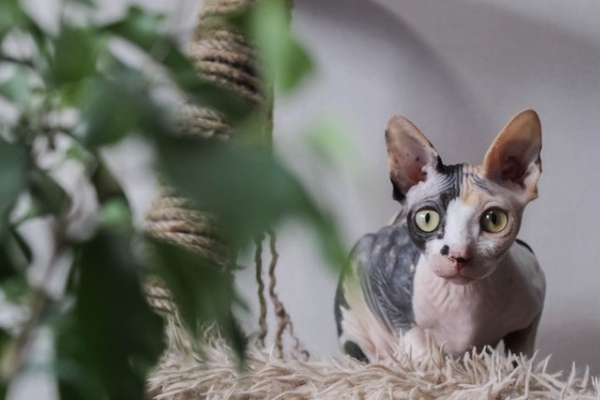 9 Common Sphynx Cat Behavior Problems
