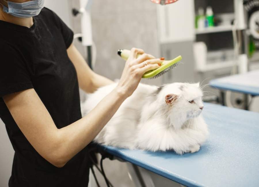 13 Common Cat Health Problems Tips 13-common-cat-health-problems-tips