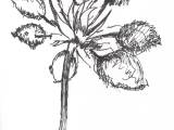 Peter Goff Art Drawing