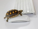 Wordpress Speed Optimization Freelance Web Developer Peter Kagunda