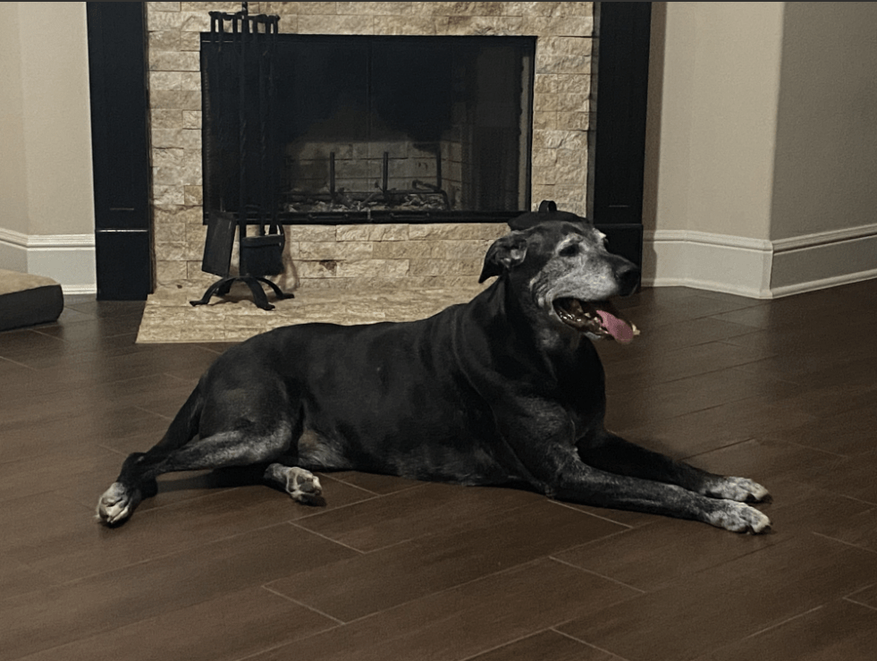 Shadow Moore - Texas Pet Meadow