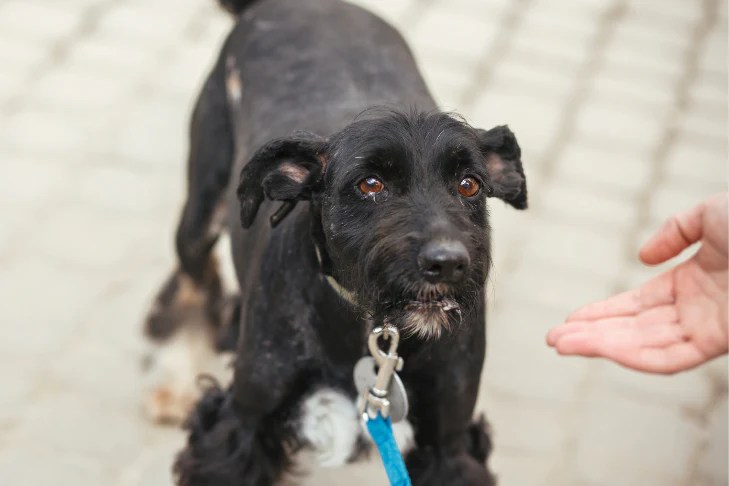 Understanding Pet Behavior Decoding Your Pet S Body Language Pet Releaf