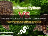 Burmese Python Vs Ball Python A Comparison Of Two Popular Snake