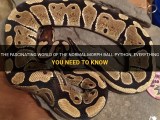 The Fascinating World Of The Normal Morph Ball Python Everything You